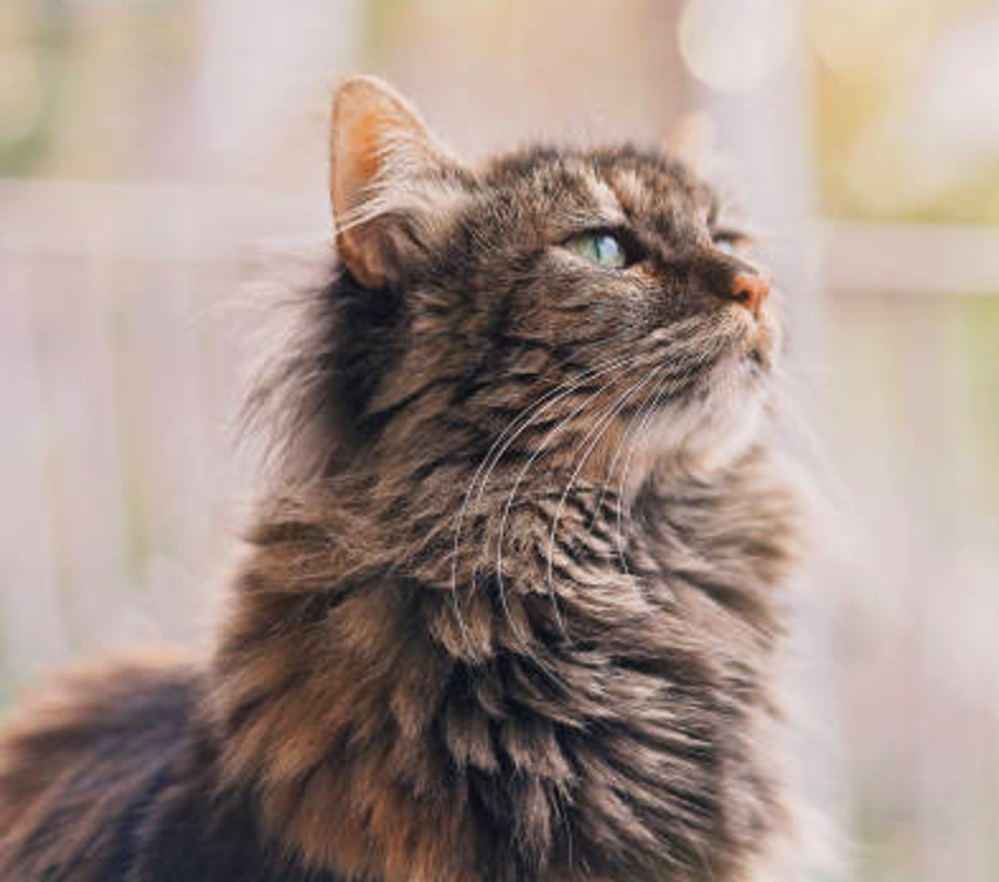 Godfather Cat – Nanda Jurela